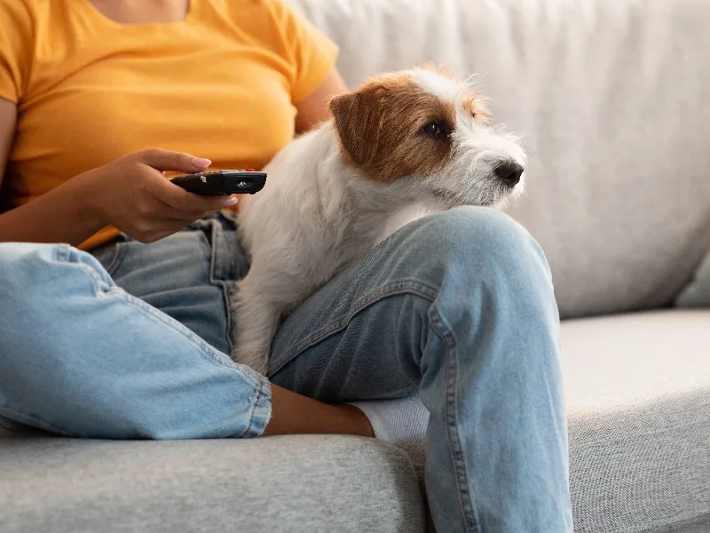 Turns Out Dogs Have Fave Things to Watch on TV - Dr Leonardo® - eHealth ...